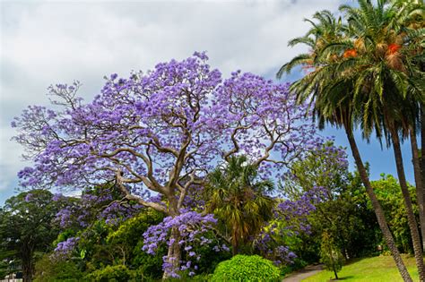 Jacaranda Mimosifolia 푸른 자카란다 호주 뉴 사우스 웨일즈 주 시드니의 왕립 식물원에서 아름다운 여름날에 만개한 나무 0명에 대한 스톡 사진 및 기타