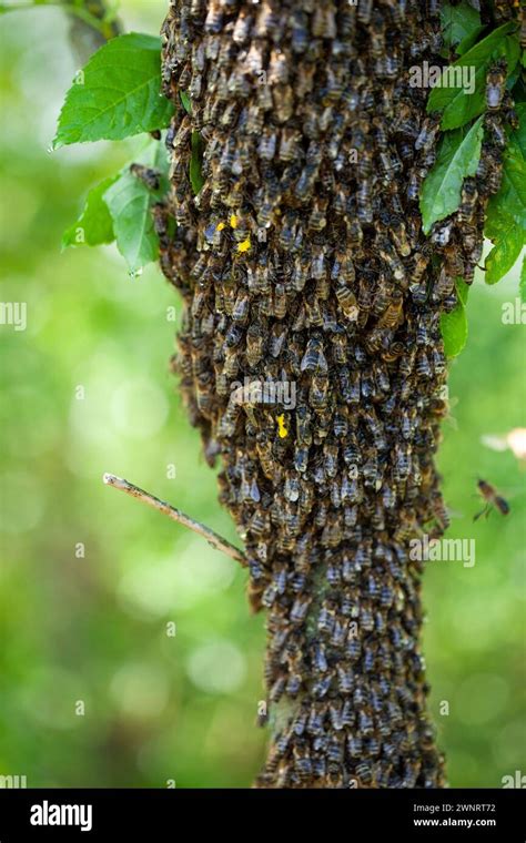 A Swarm Of Bees Flew Out Of The Hive On A Hot Summer Day And Landed On