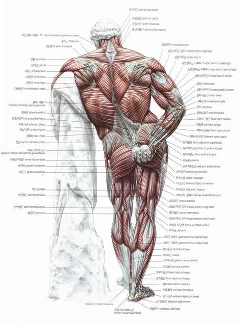 Anatomy Reference에 있는 M Larson님의 핀 해부학 예술 해부학 그림 신체 해부학