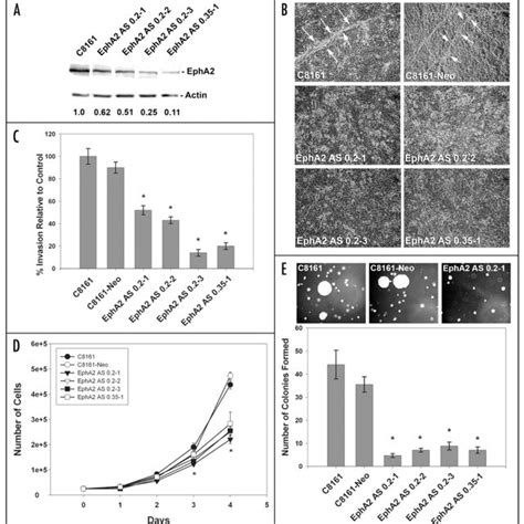 Characterization Of Human Cutaneous Melanoma Cell Lines Download Table