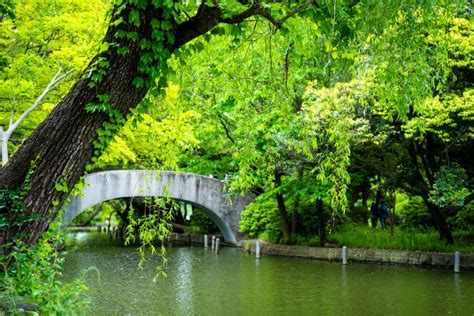 石神井公園の新緑 GANREF