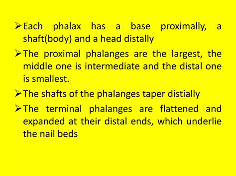 Phalanges Of Upper Limb Ppt