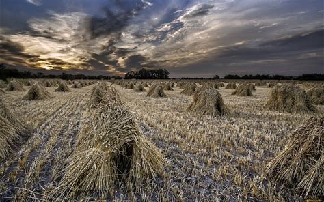 Обои Landscape Природа Поля обои для рабочего стола фотографии