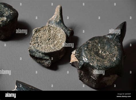 Dinosaur Backbone Fossil Bones Relic Skeleton Bone Structure On
