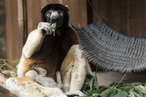 بالصور ولادة حيوان نادر مجهول الجنس في فرنسا