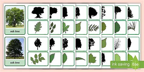 Tree Leaves Chart
