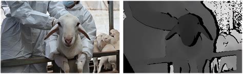 Multi Modality Sheep Face Recognition Based On Deep Learning