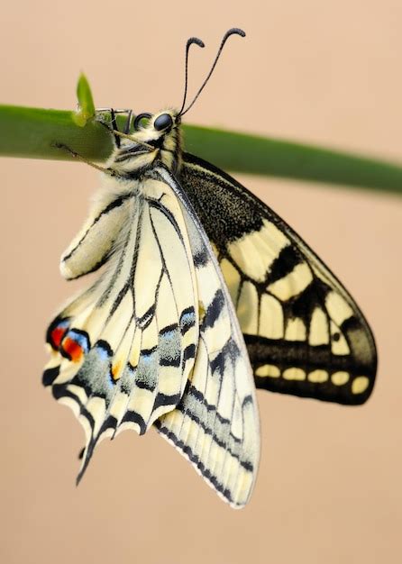 Premium Photo Swallowtail