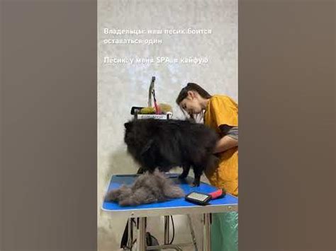 Груминг шпица 🖤 #груминг #шпиц - YouTube