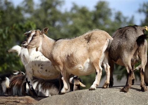 Pygmy Goat What You Need To Know About This Miniature Breed