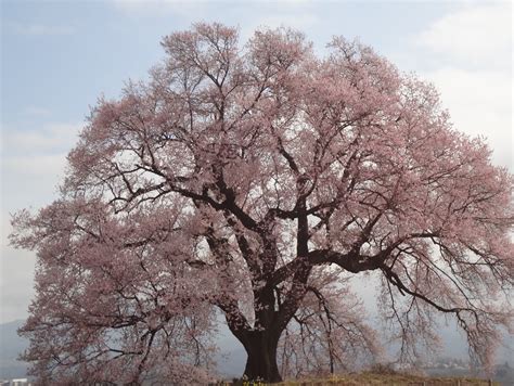 わに塚の桜 ｜和食処 佳幸（かこう）山梨県韮崎市｜旬の会席料理を個室でゆったりと。（懐石・会席料理／ふぐ／創作和食）