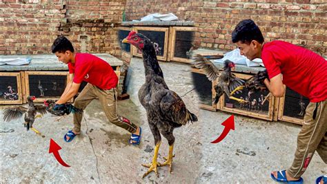 New Aseel Murga Aa Gya😱 Youtube