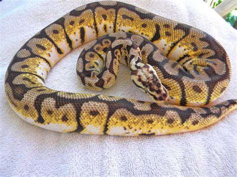 Morph List World Of Ball Pythons
