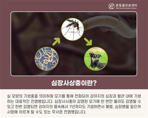 강아지 심장사상충약 주기와 종류에 대해 알려드립니다 네이버 블로그