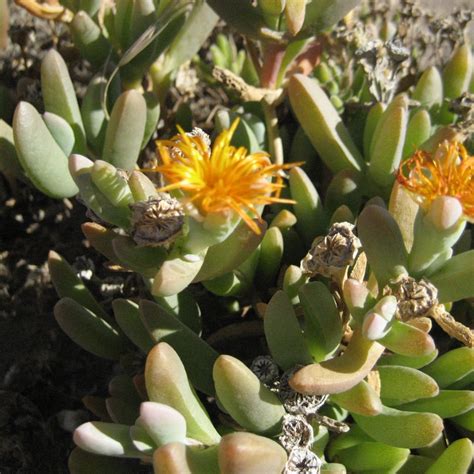 Malephora Crassa Seeds Buy Online