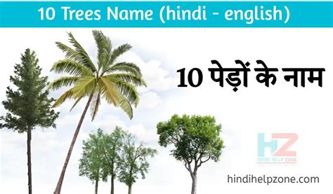 Trees Name पड क नम list pictures