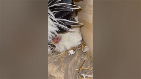 お尻で潰されて寝る雌鶏💤 Bird Chicken Animal ニワトリ 鶏 チャボ 桂チャボ お尻 Youtube