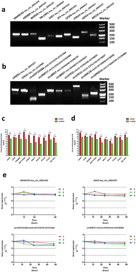 Identification And Characterization Of Human Testis Derived Circular
