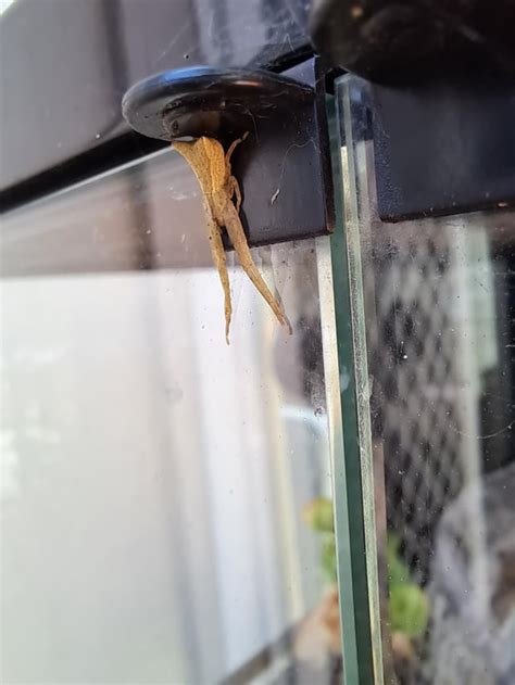 What Type Of Australian Spider Is This Rinsect