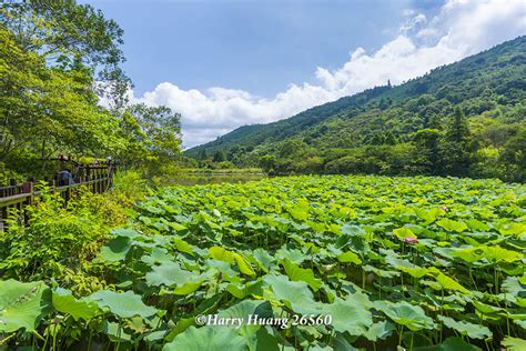 Harry 26560 苗栗 南庄 向天湖 湖泊 蓮花 荷花 步道 木棧道 賽夏族 矮靈祭 巴斯達隘祭場 主祭場 向天湖風景區 苗栗縣 南庄鄉