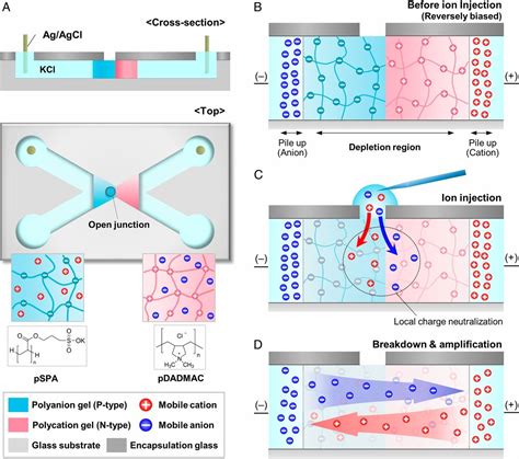 Ion To Ion Amplification Through An Open Junction Ionic Diode Pnas