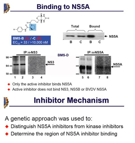 New Bms Hcv Ns5a Inhibitor From Screen Hit To Clinic