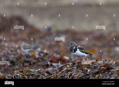 Turnstone Arenaria Interpres Feeding Amongst Seaweed On Shoreline At