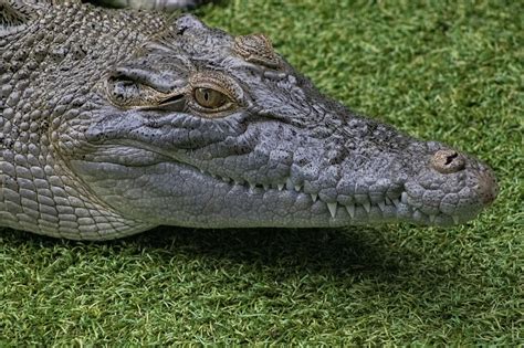 Crocodylus Porosus Crocodile Free Photo On Pixabay