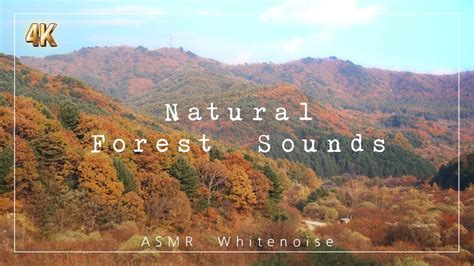 속삭이는 나무들 새소리와 바람소리로 가득한 평화로운 숲 속 힐링 영상 🌳🕊️ 숲소리 새소리 바람소리 자연의소리 숲속asmr Youtube