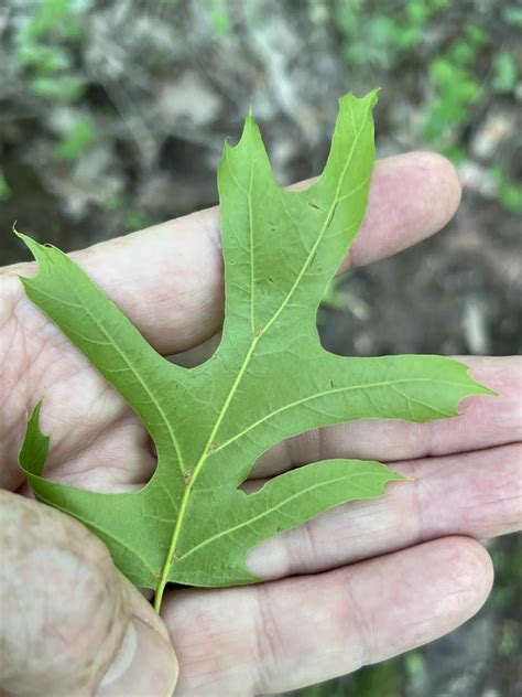 Oak Mites Bites Prevention And Treatment Better Termite