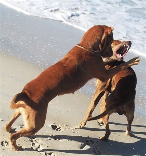 Ve Programming Control Starter Kit How To Control Dogs Aggressive Behavior