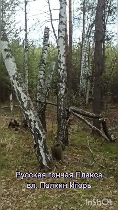 РУССКИЕ ГОНЧИЕ Шайтан и Плакса вл. Палкин Игорь. - YouTube