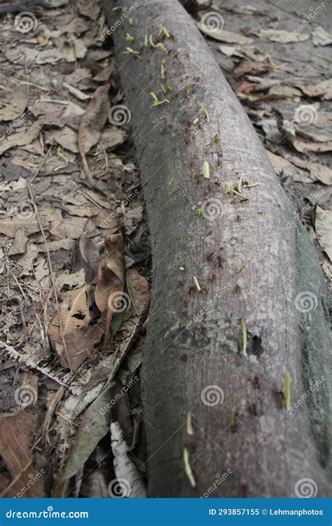 Leaf Cutter Ants In A Column On A Tree Root Stock Image Image Of National Guajira 293857155