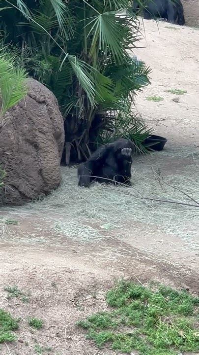 고릴라 가족 Youtube