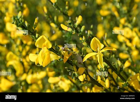 Yellow Spring Flowers Of Common Broom Cytisus Scoparius Uk April Stock