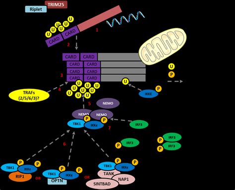 7 1 Schematic Of The Mechanism Of IRF3 Activation By RIG I 1 RIG I Download Scientific