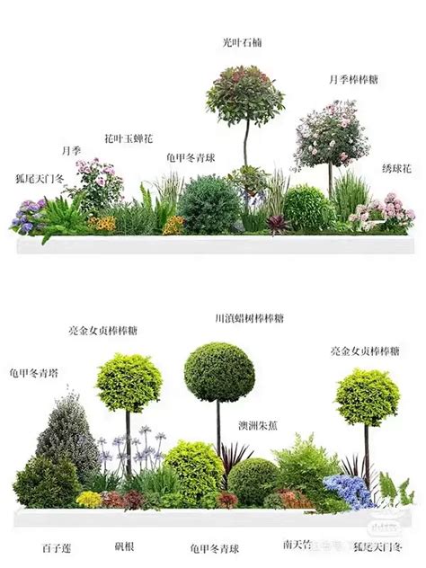 花镜绿植亮晶女贞棒棒糖庭院植物设计搭配别墅造景造型树佛甲草苗 淘宝网 花瓣网