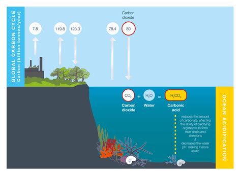 Carbon Cycle Ocean Acidification