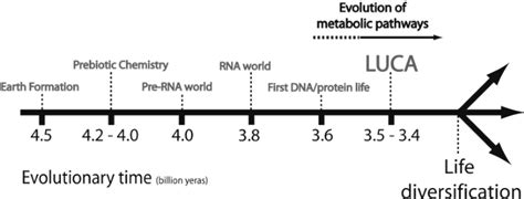 Figure 11 From Bioinformatics Of Genome Evolution From Ancestral To