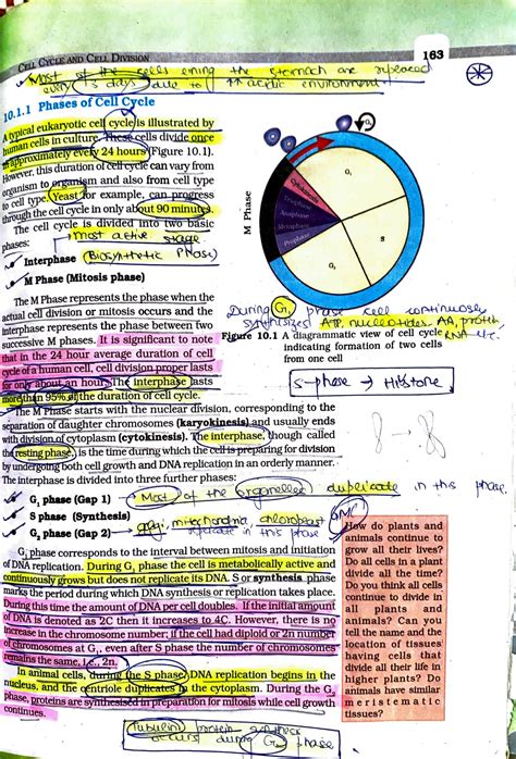 Solution Cell Cycle Complete Course Of Biology Studypool