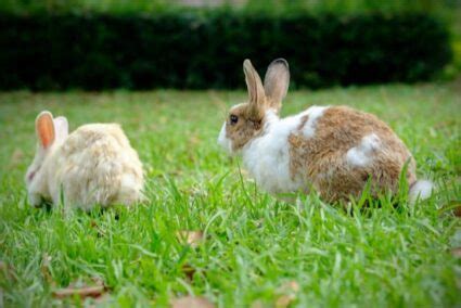 Why Is My Rabbit Running In Circles Rabbit Care Tips