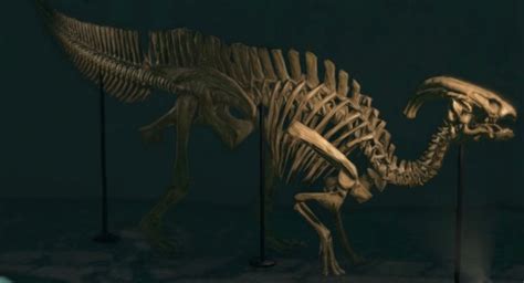 Hadrosaur Parasaurolophus