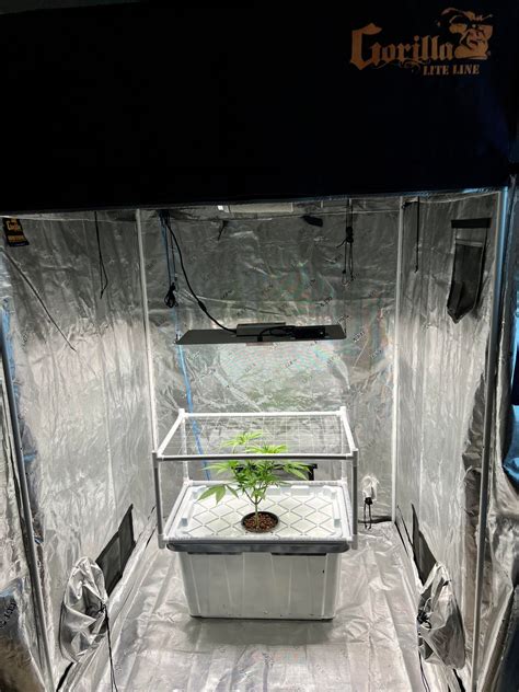 Super Lemon Haze X Moose Tracks R Dwc