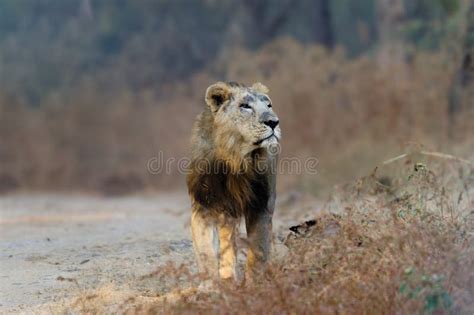Asiatic Lion In Natural Habitat At Sasan Gir Jungle Stock Image Image