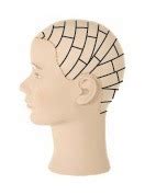 111 Perm Flashcards Quizlet