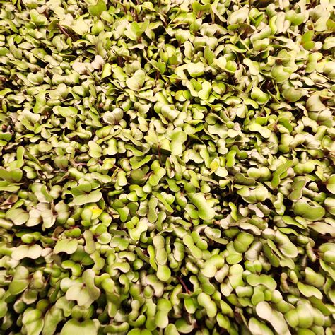 Red Cabbage Microgreens 3rd Day Farms