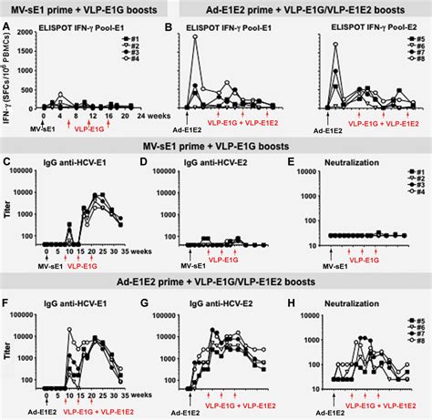 A Prime Boost Strategy Using Virus Like Particles Pseudotyped For Hcv Proteins Triggers Broadly