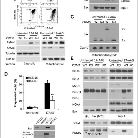 P53 Dependent P21 Induction Suppresses 17 Aaginduced Apoptotic A