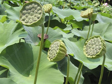 Sacred Lotus Nelumbo Nucifera Stock Image B6401358 Science