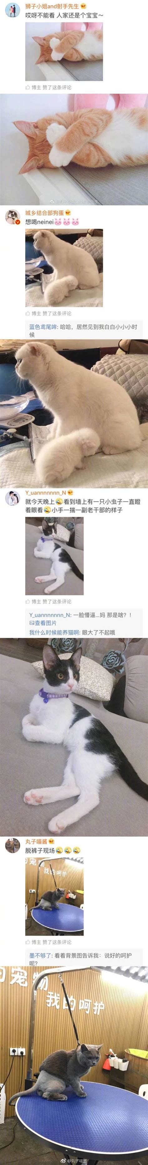 來說說你家貓咪最搞笑的一件事！是想笑死我繼承我的貓嗎 每日頭條